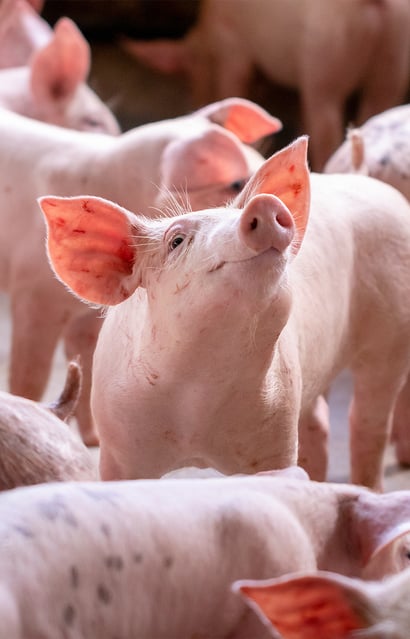 TARGAN: The Future of Sustainable Animal AgTech