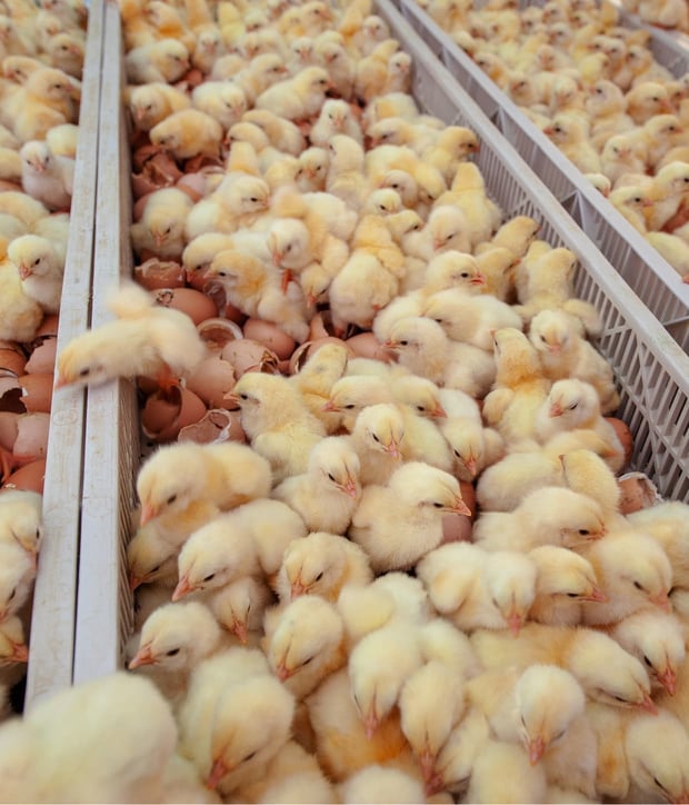 TARGAN: The Future of Sustainable Animal AgTech