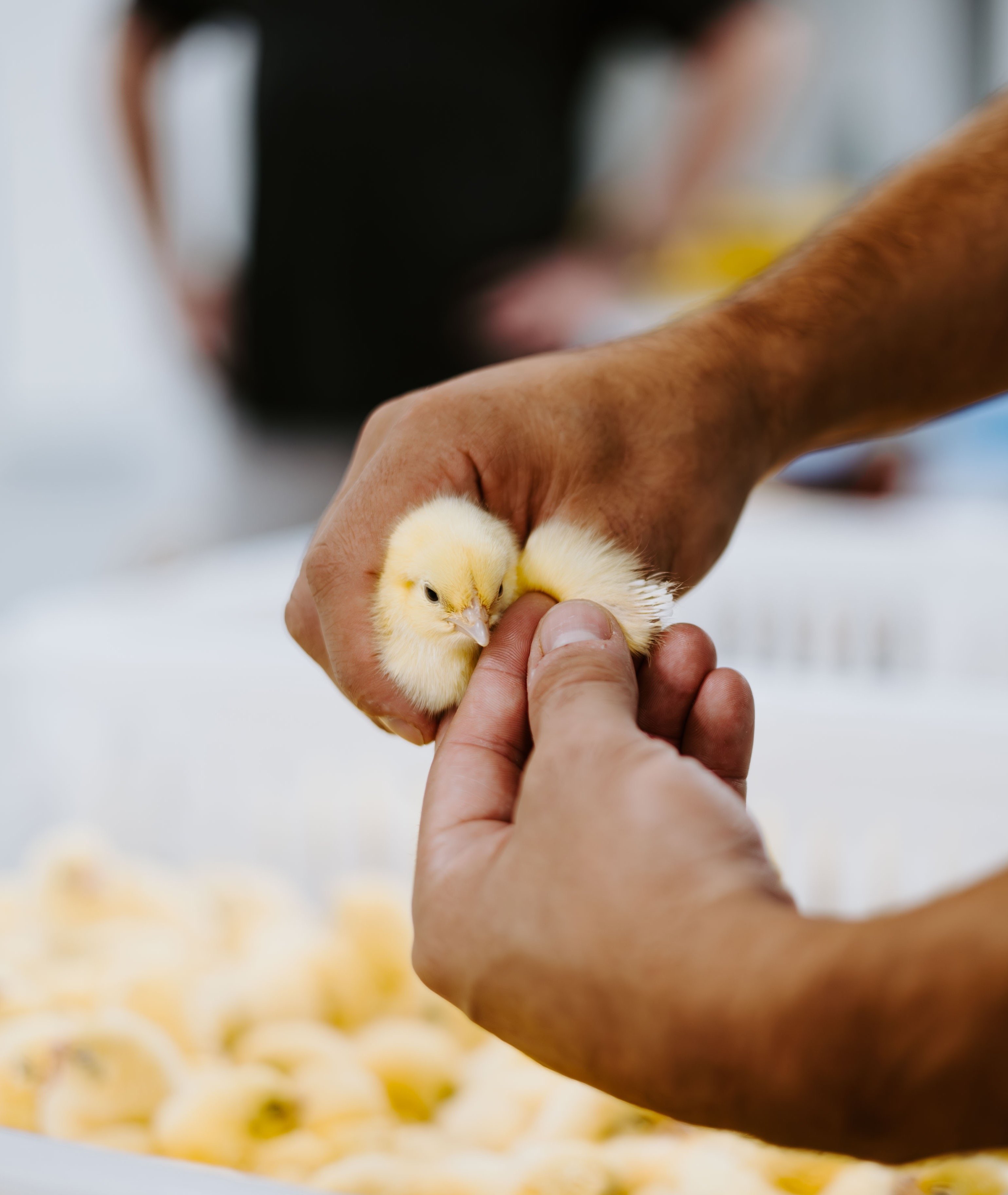 WingScan | Feather Sexing for Broiler Birds Powered by AI Technology