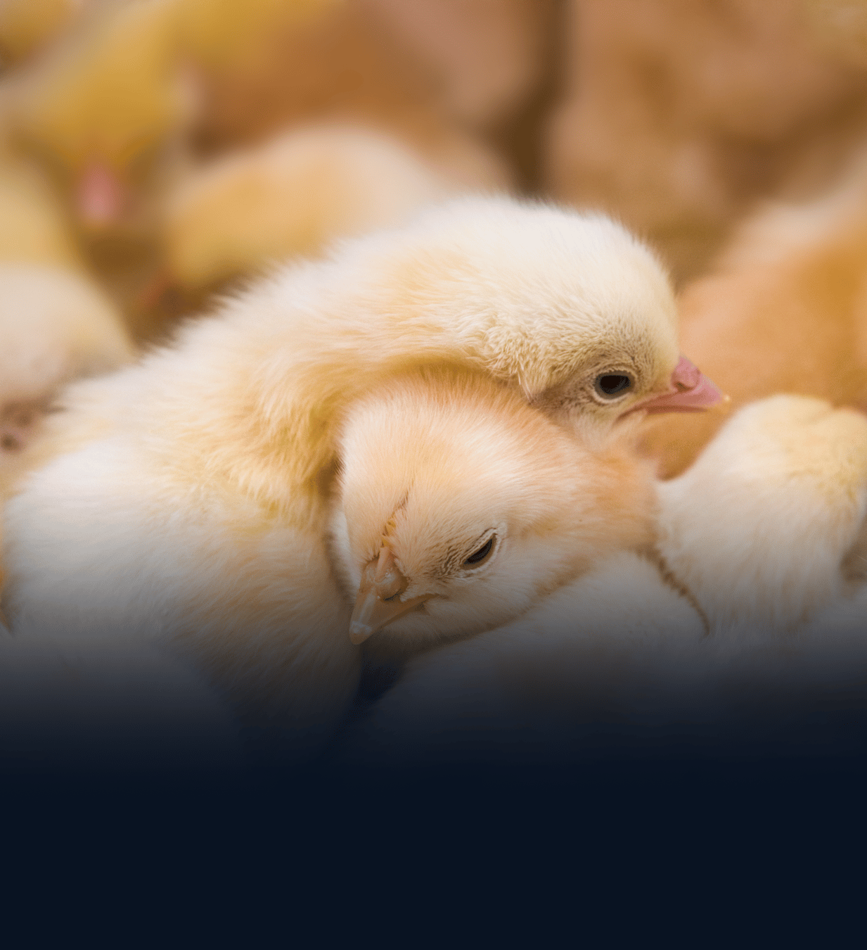 TARGAN's Poultry Vaccine Delivery System: Precision in Every Dose