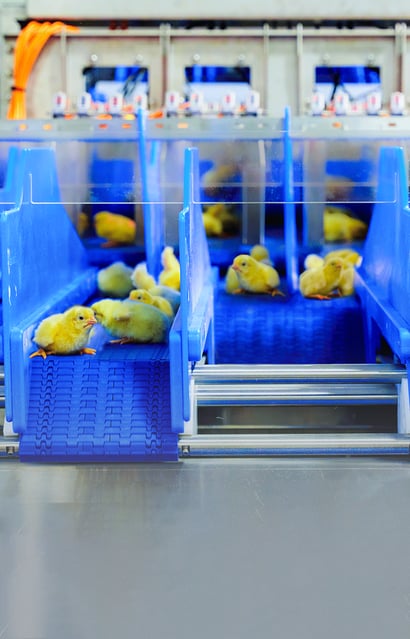 WingScan | Feather Sexing for Broiler Birds Powered by AI Technology