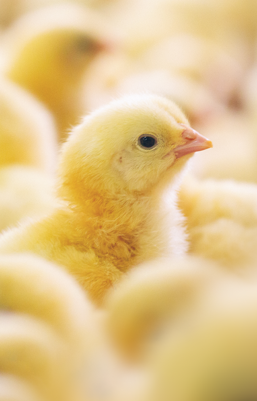 TARGAN: The Future of Sustainable Animal AgTech