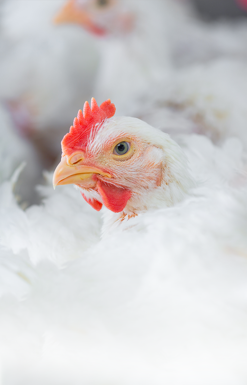 WingScan | Feather Sexing for Broiler Birds Powered by AI Technology