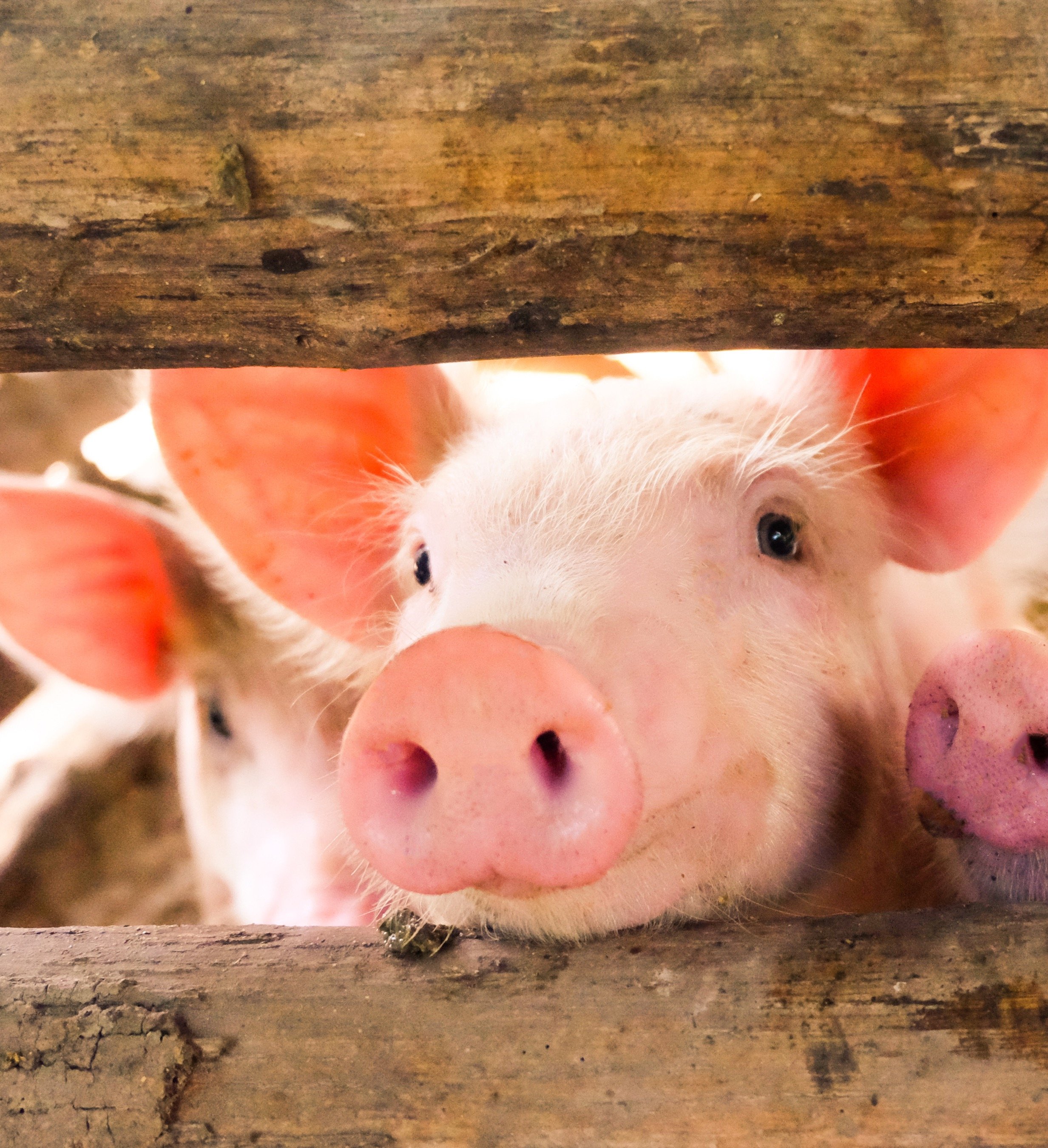 TARGAN: The Future of Sustainable Animal AgTech