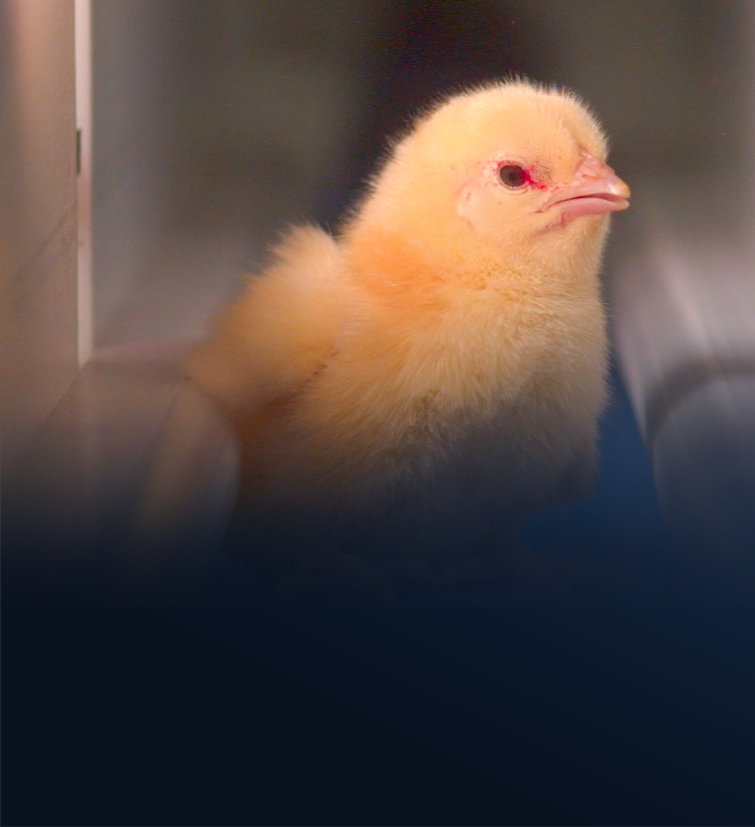 TARGAN's Poultry Vaccine Delivery System: Precision in Every Dose